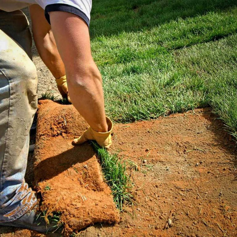 Sod Installation – Gulf Coast Turf